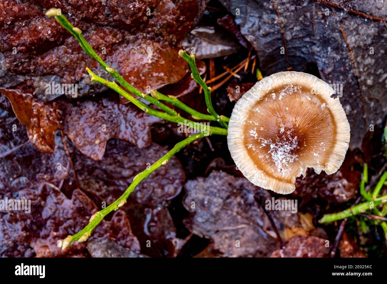 Frost covered fungus hi-res stock photography and images - Alamy