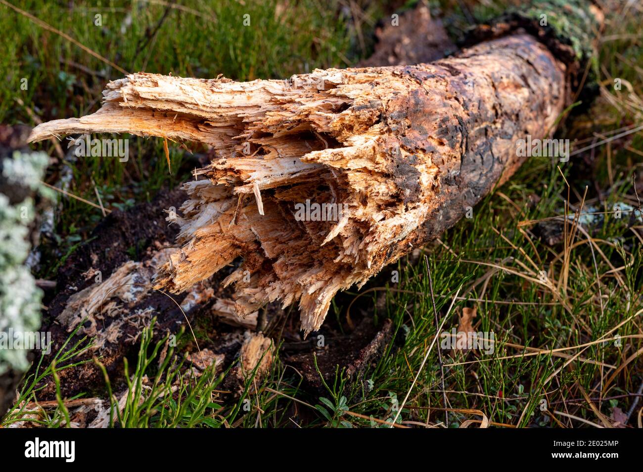 A rotten trunk of a fallen old tree. A log of wood in the forest ...