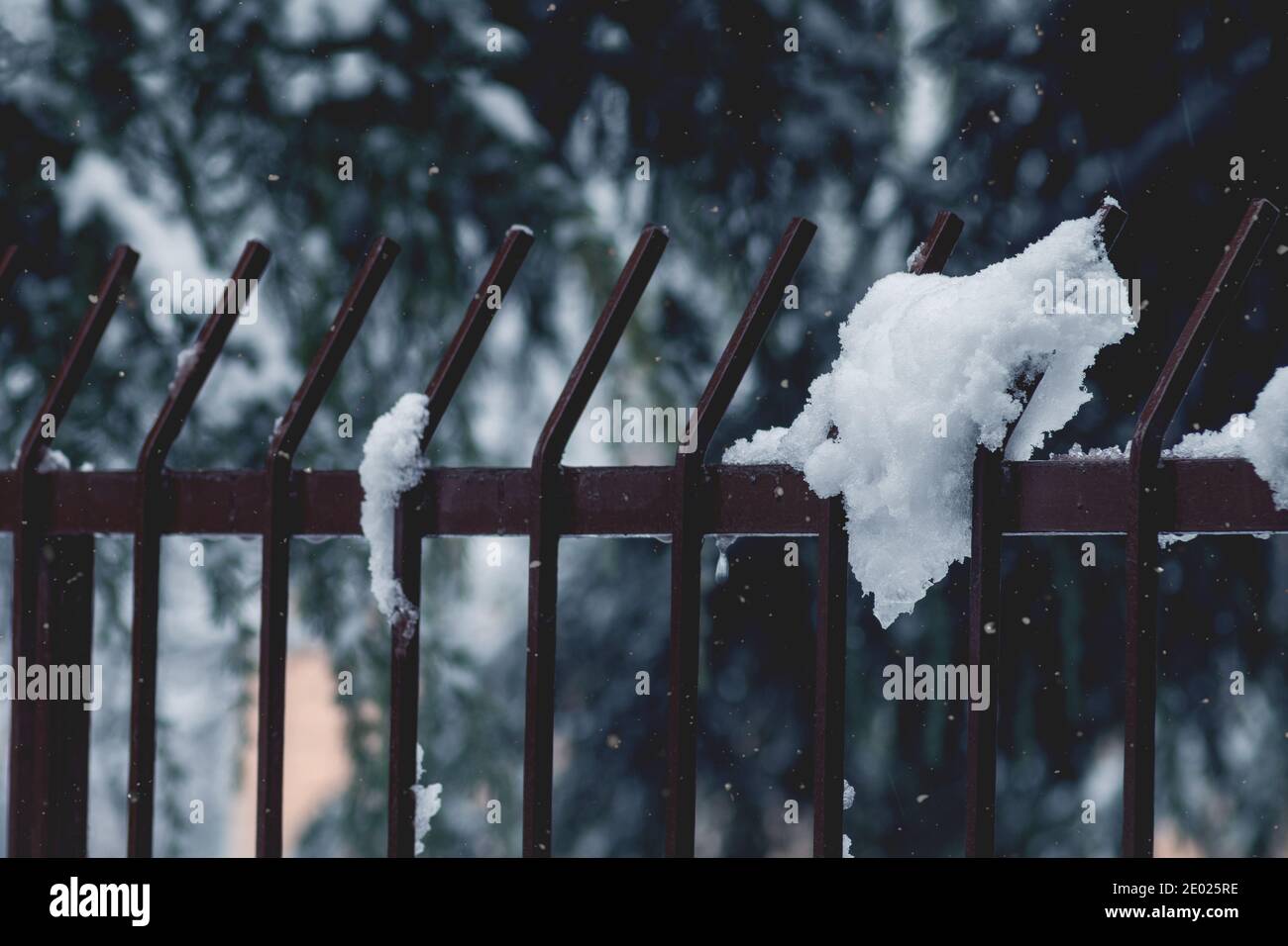 Frozen metal fence covered with snow during winter time. Pines on the ...