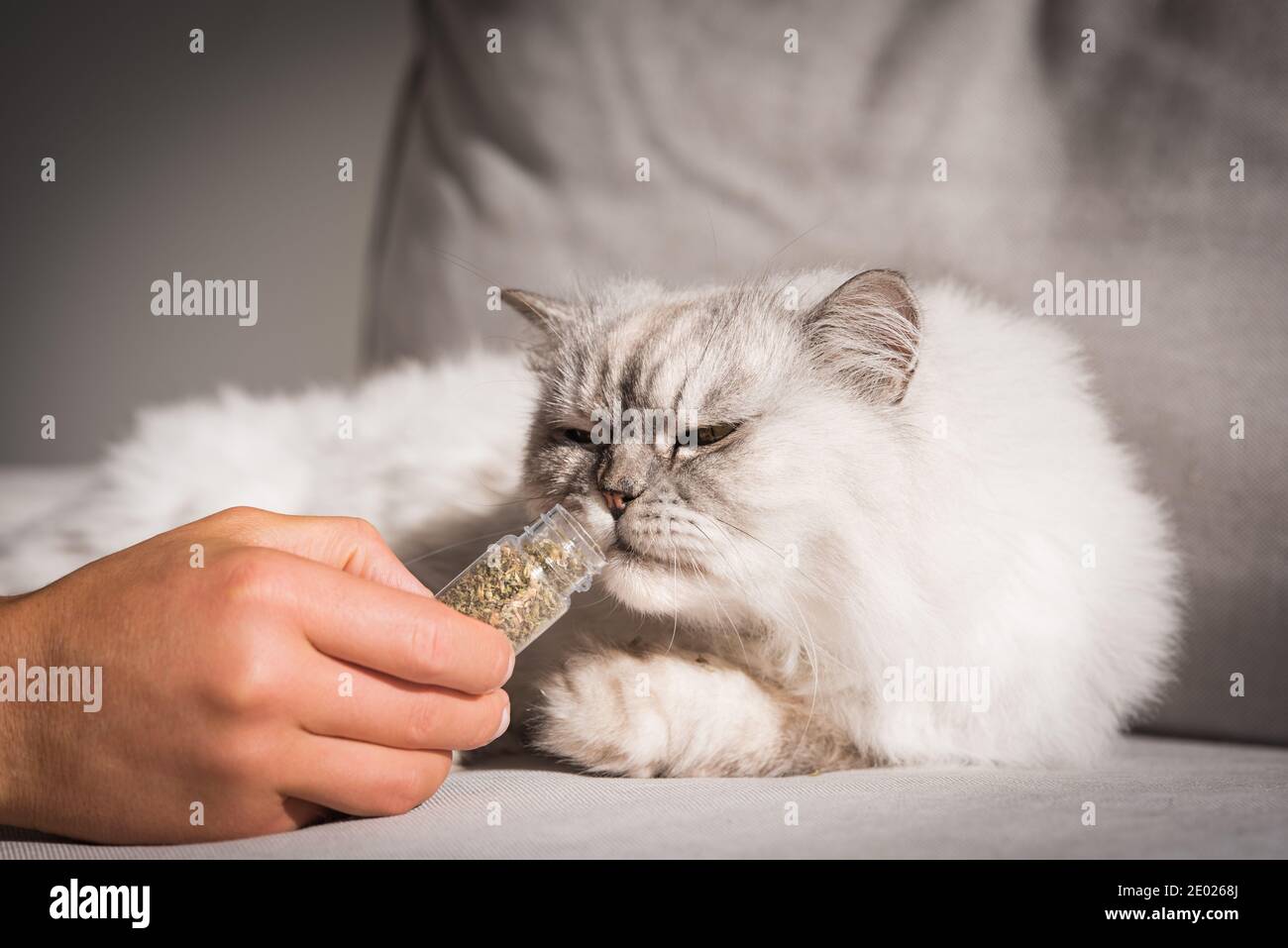 Fluffy grey cat sniffing dried catnip, catwort or catmint. Man giving ...