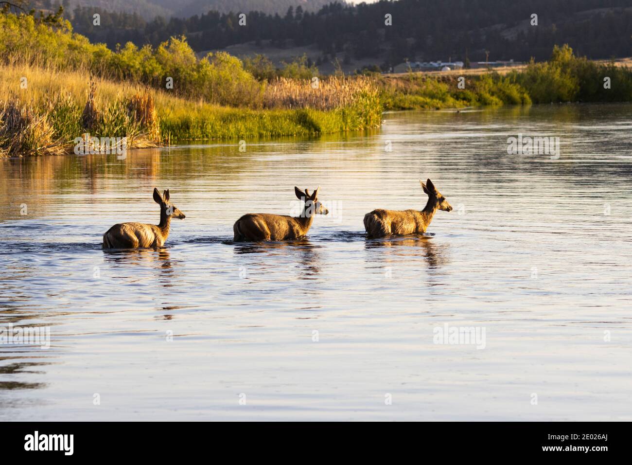 Buck and doe mule deer enjoying a beautiful morning along the South ...