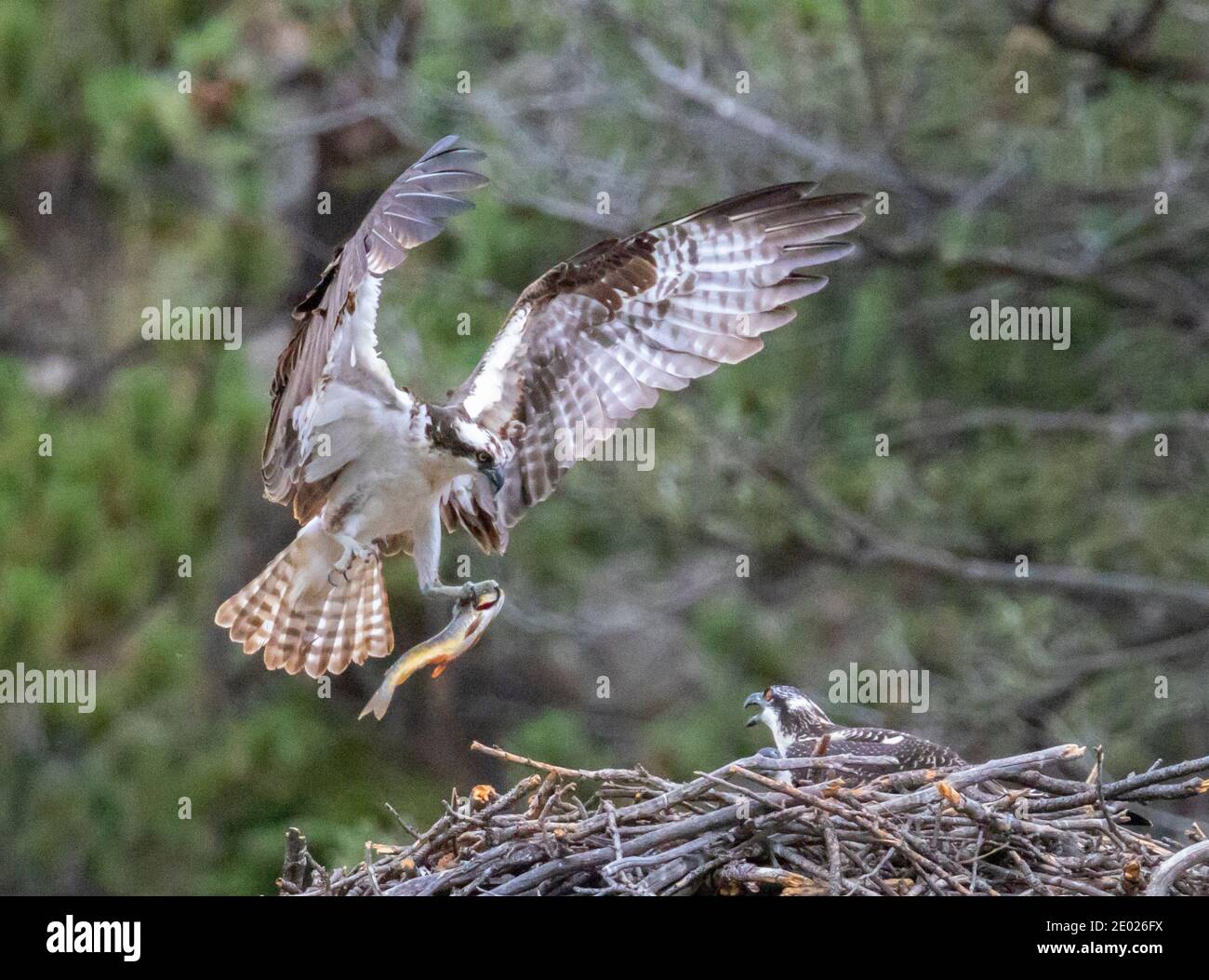 Osprey family gathering at the nest for dinner Stock Photo - Alamy