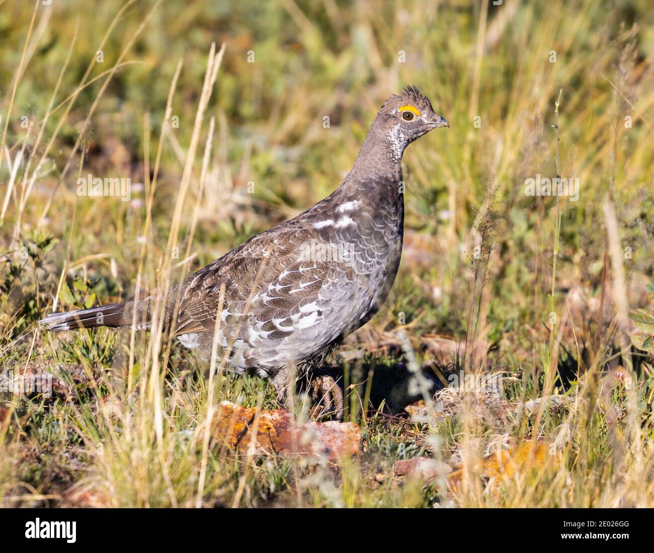Dusky forest hi-res stock photography and images - Alamy
