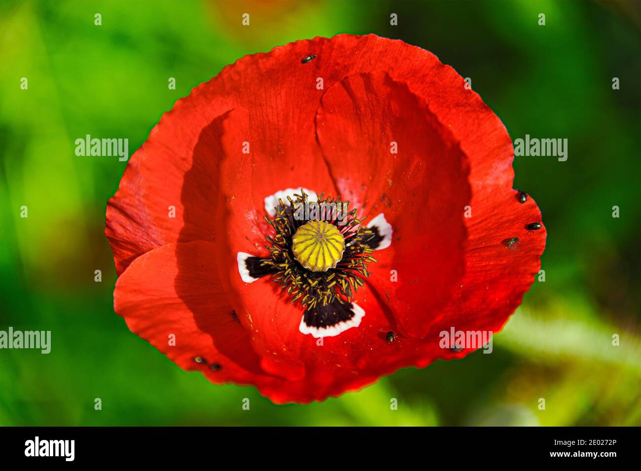 Icelandic poppy papaver nudicaule field hi-res stock photography and ...