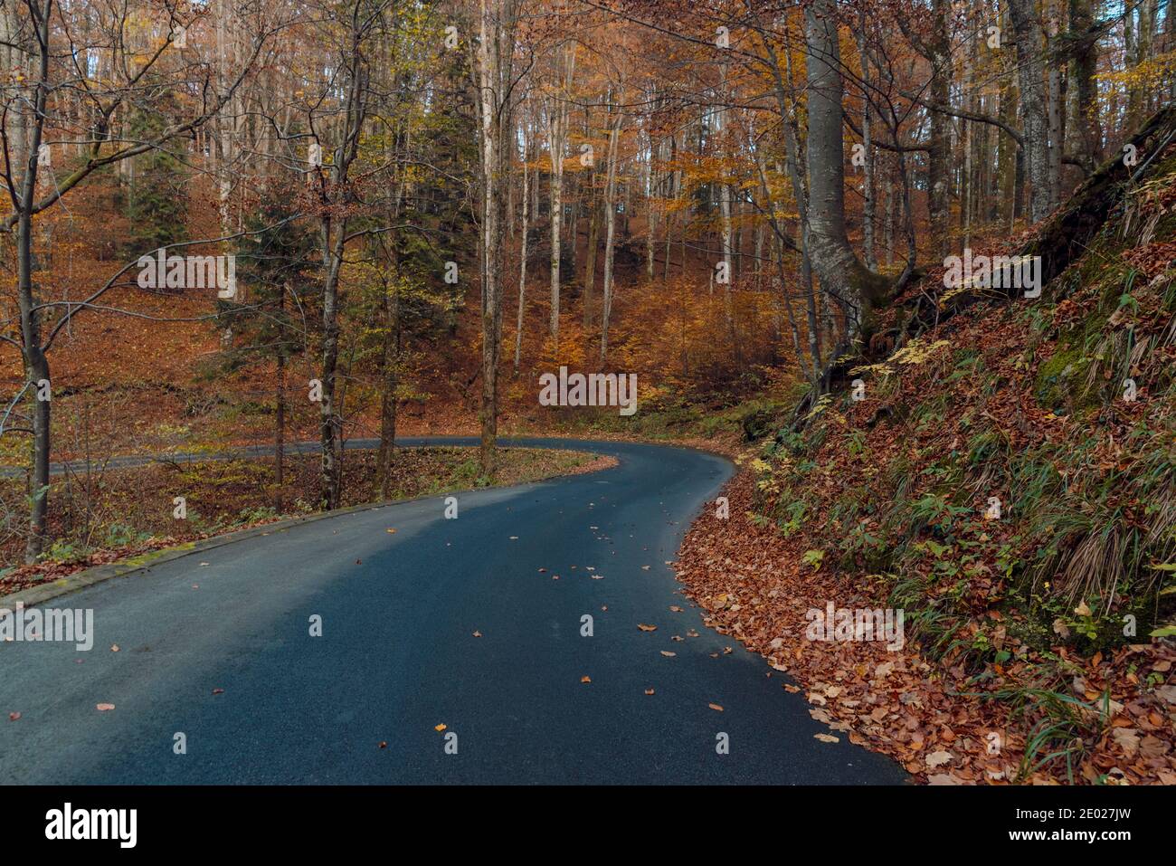 Winding road through the woods in the fall hi-res stock photography and ...