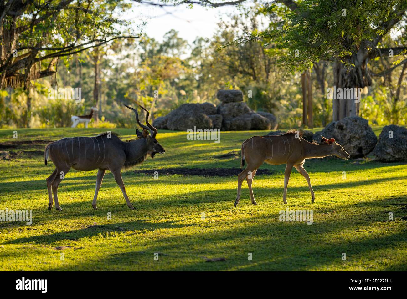Wildlife photography Antelope roaming nature landscape Stock Photo - Alamy