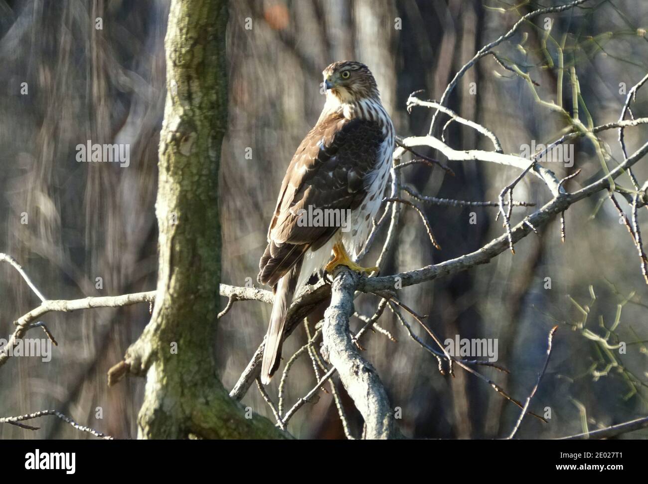 Close up of a Cooper's Hawk perching on the tree branches Stock Photo ...