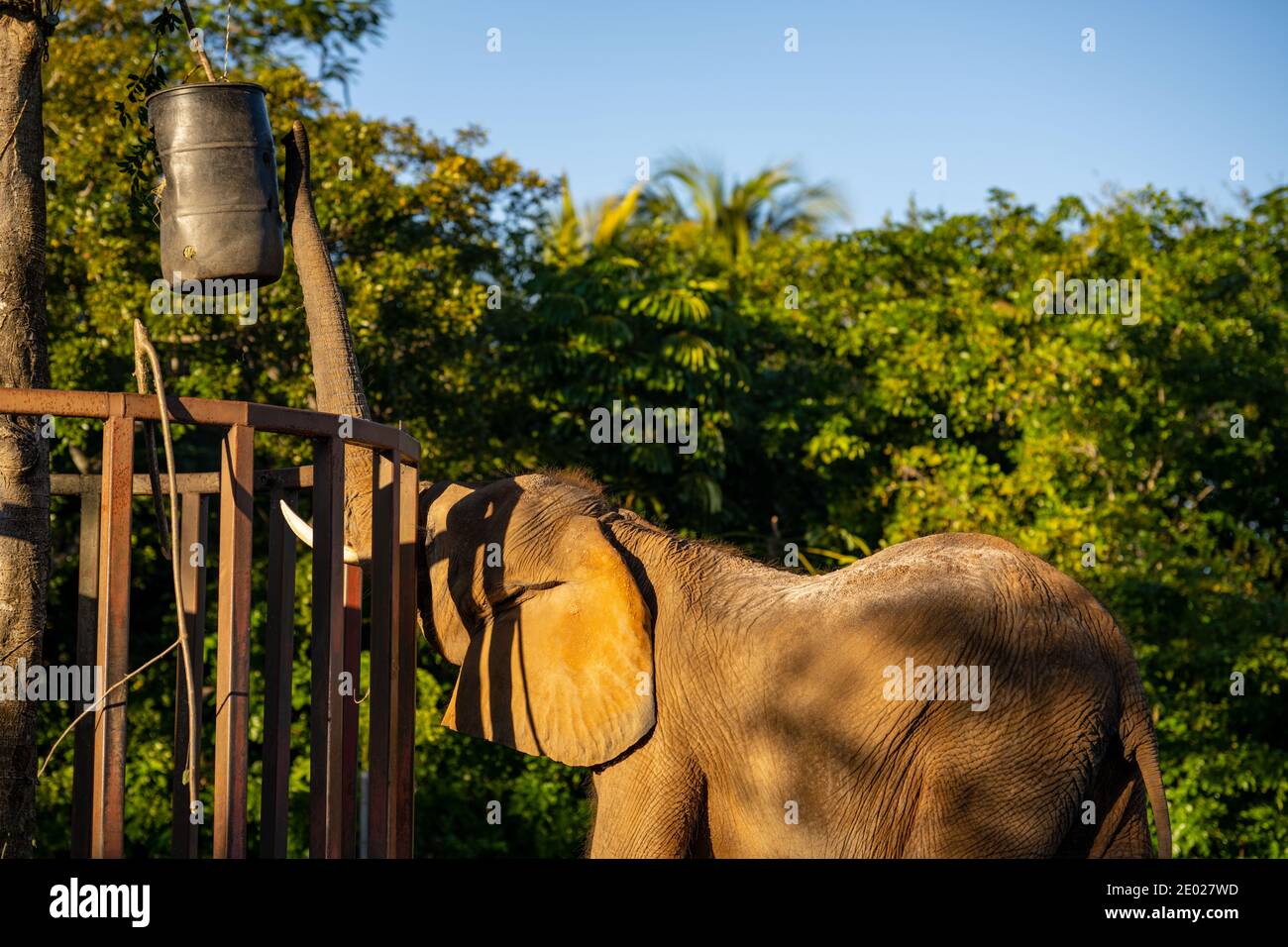 Elephant eating hay from an elevated hanging bucket Stock Photo - Alamy