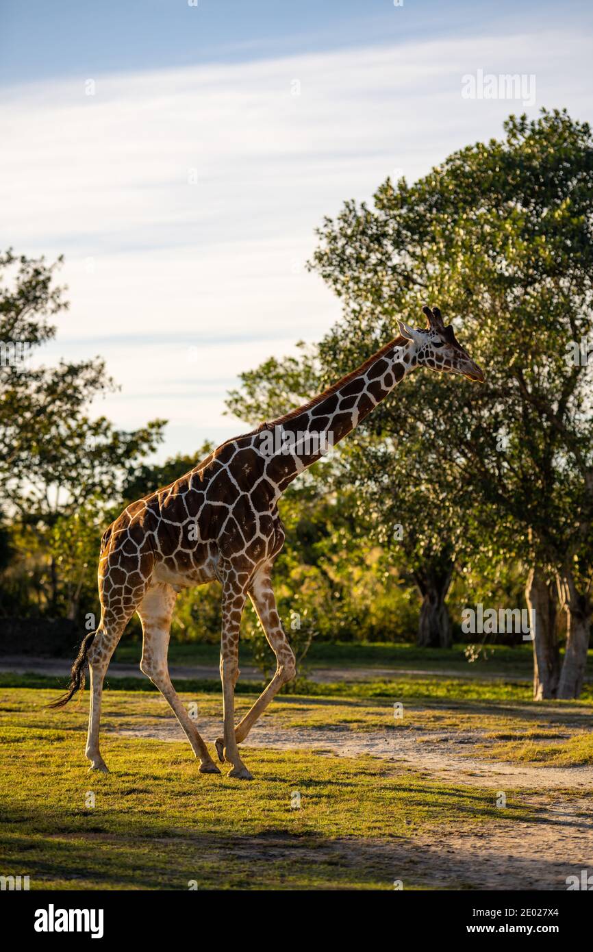 Giraffe in nature hi-res stock photography and images - Alamy
