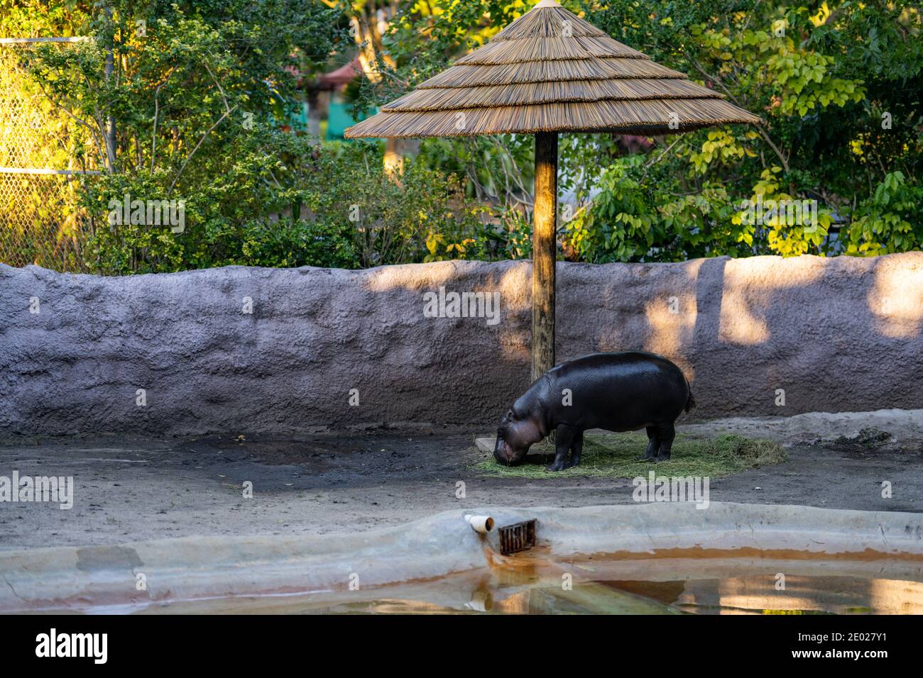 Baby hippo in a zoo enclosure Stock Photo - Alamy