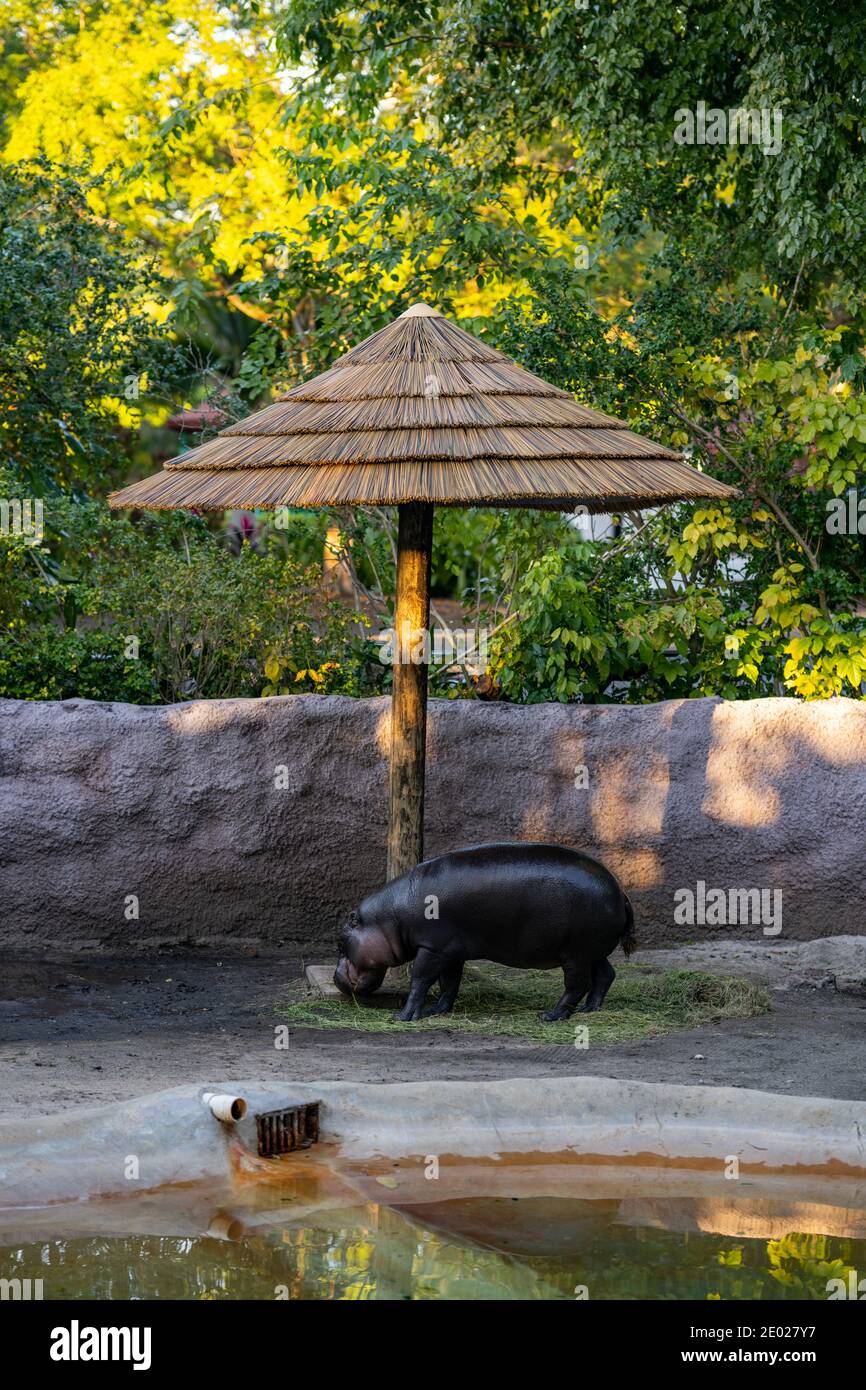 Baby hippo in a zoo enclosure Stock Photo - Alamy