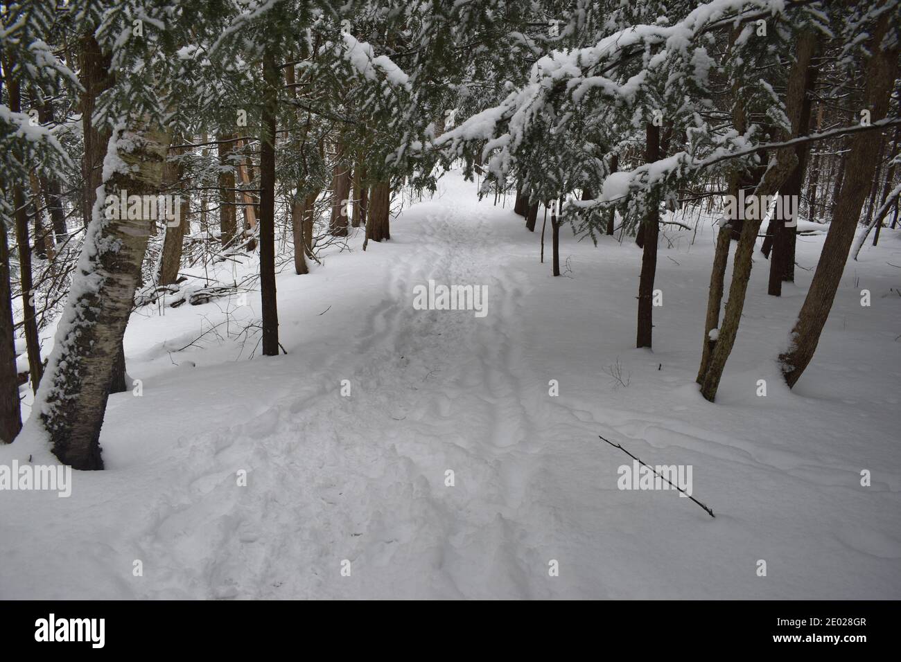 Walking along a snowy path Stock Photo - Alamy