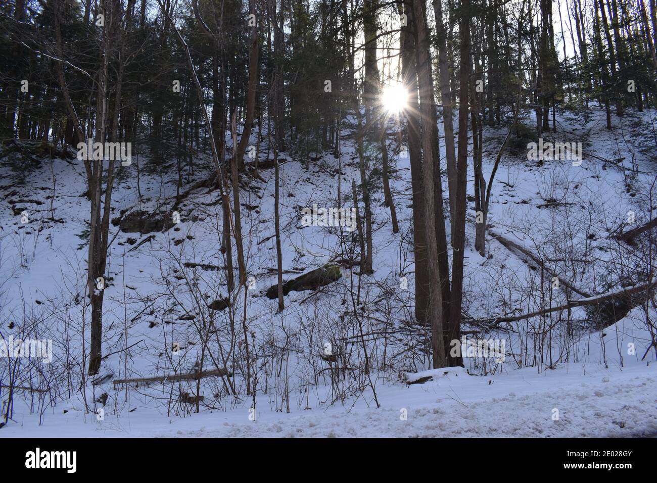 Sun peeking through the forest Stock Photo - Alamy