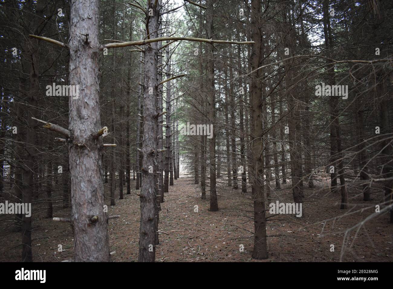 The light at the end of a dense forest Stock Photo - Alamy