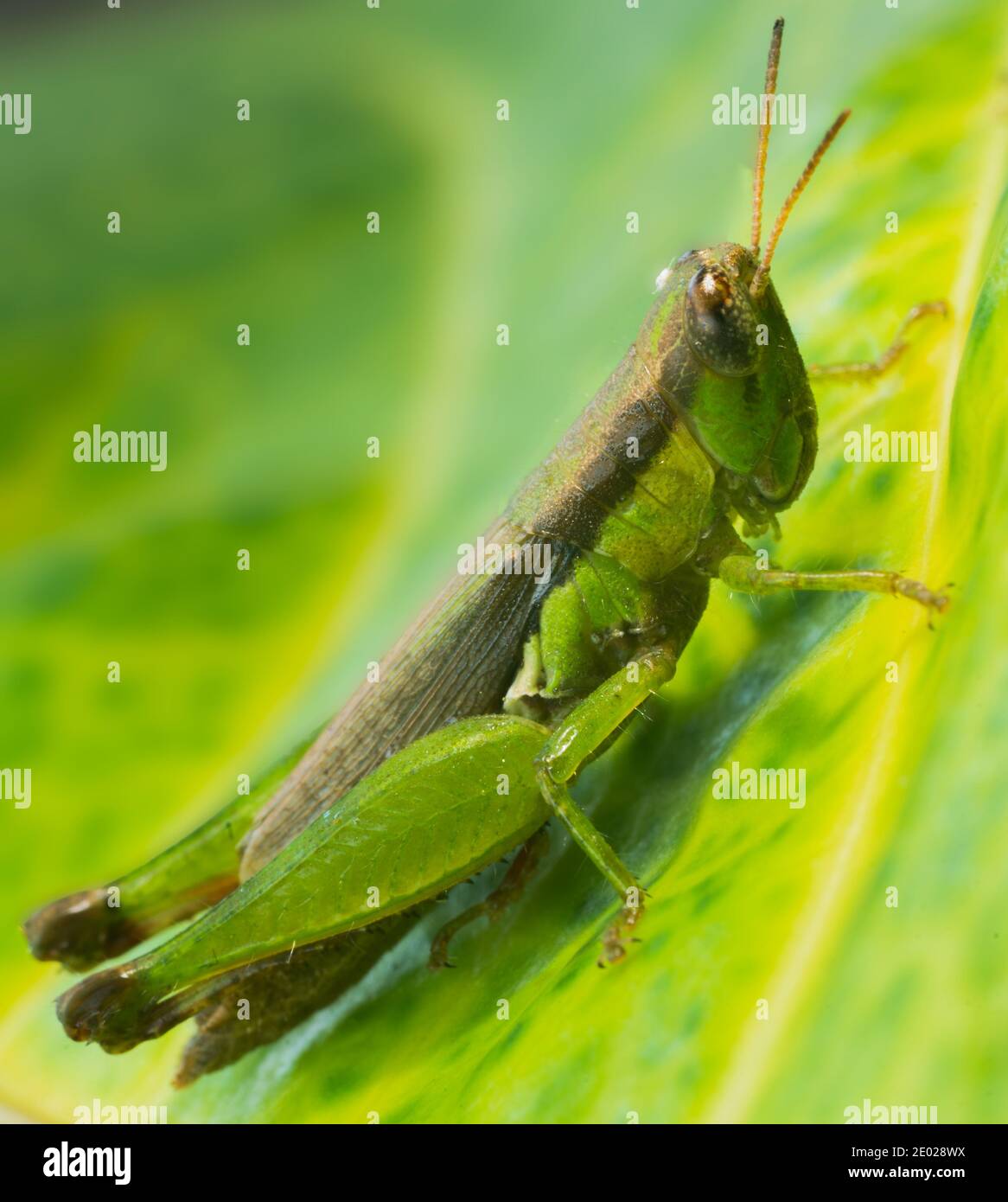 Grasshopper Legs High Resolution Stock Photography and Images - Alamy