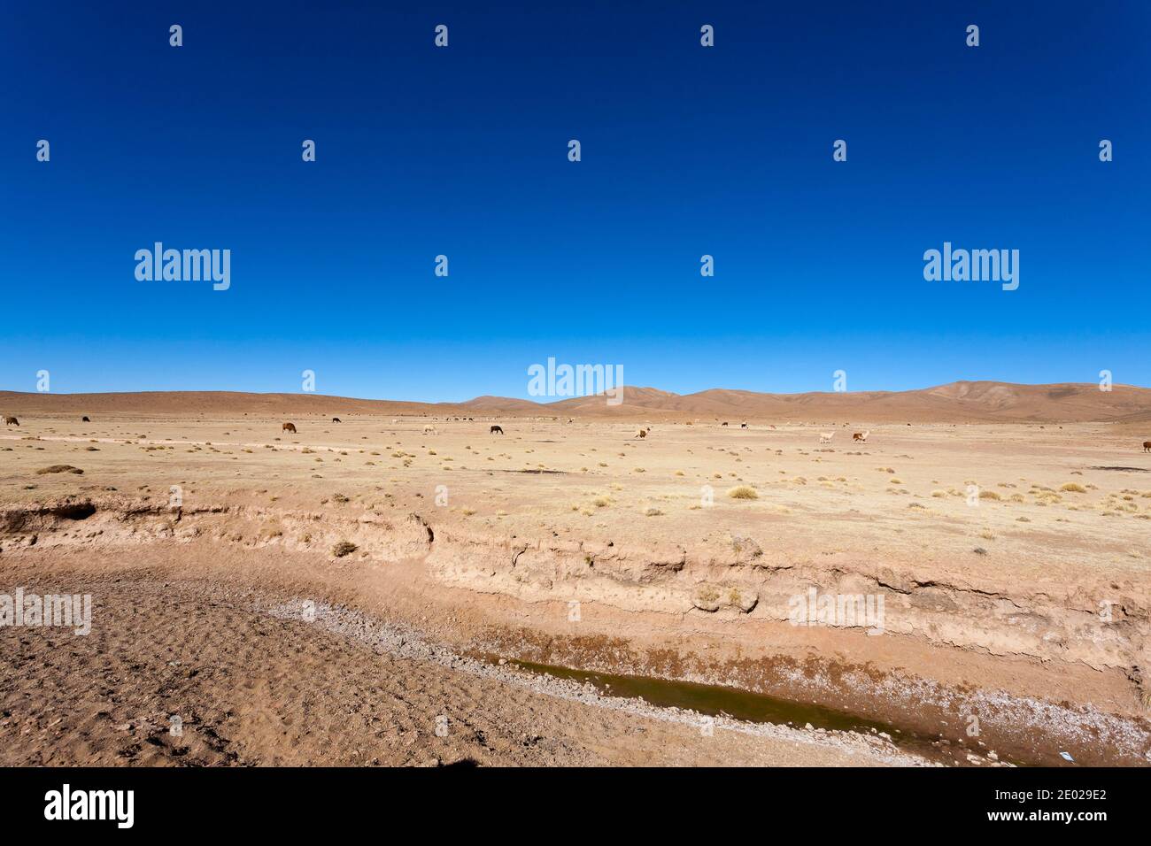Bolivian llama breeding on Andean plateau,Bolivia Stock Photo - Alamy