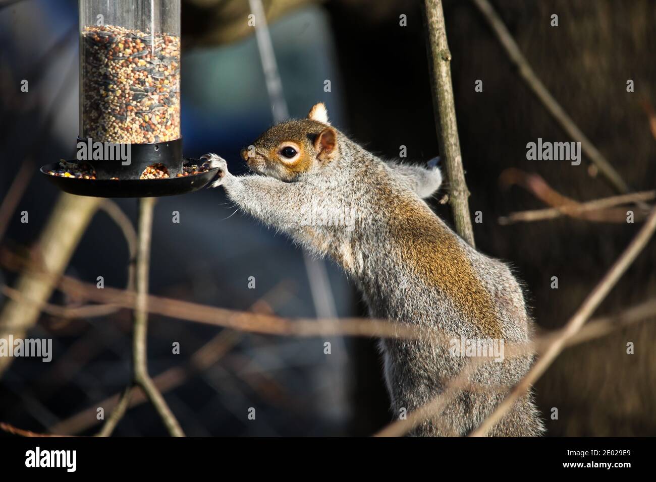 Grey squirrel holding food hi-res stock photography and images - Alamy