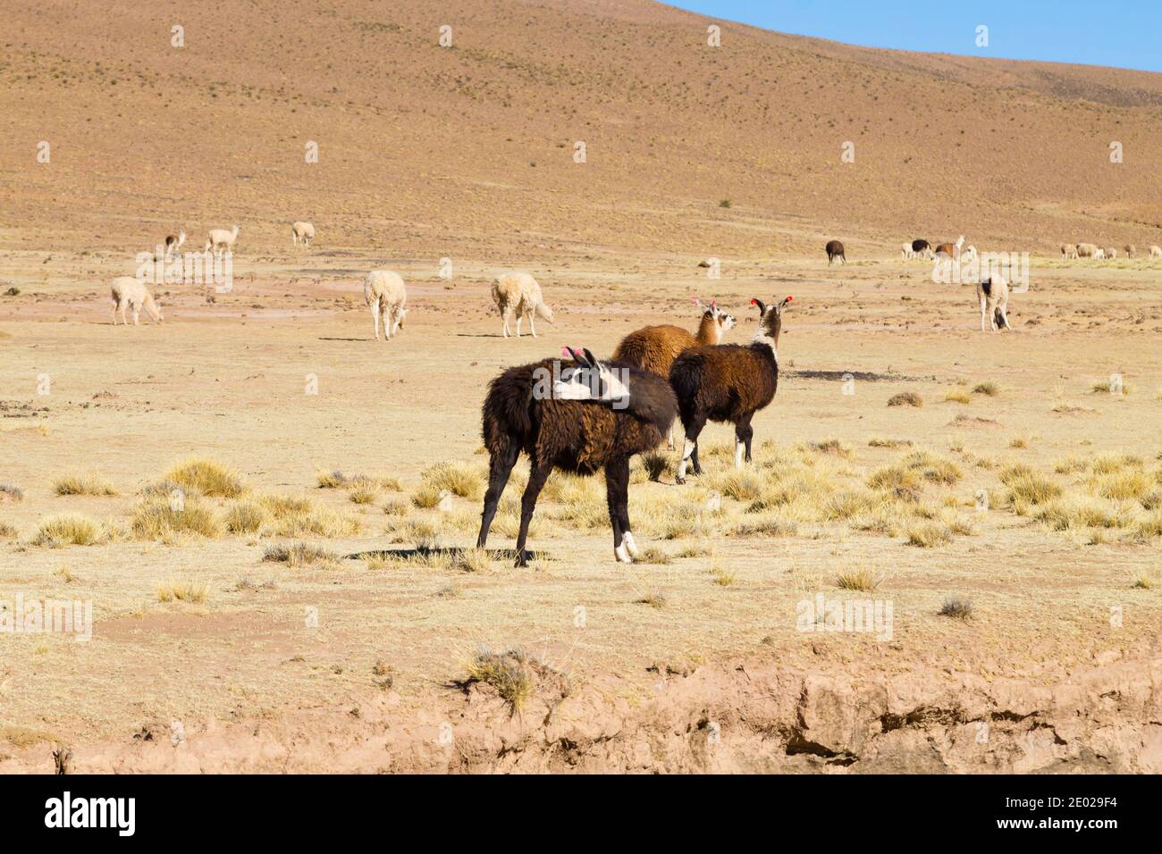 Bolivian llama breeding on Andean plateau,Bolivia Stock Photo - Alamy