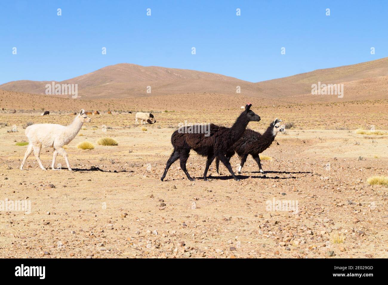 Bolivian llama breeding on Andean plateau,Bolivia Stock Photo - Alamy
