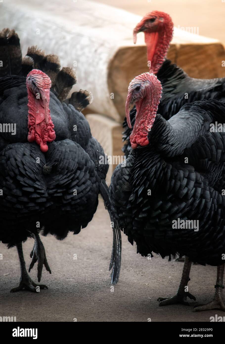 Three large black turkey birds Stock Photo - Alamy