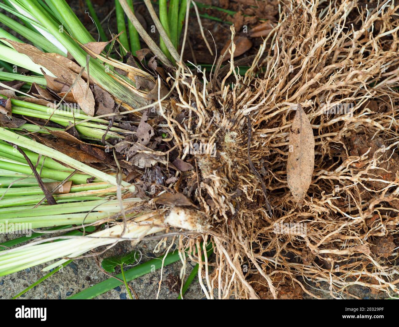 Plant and roots unearthed where they were removed from the garden Stock ...