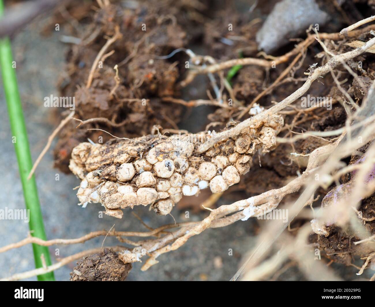 Plant roots unearthed, with polystyrene attached where it was buried in ...