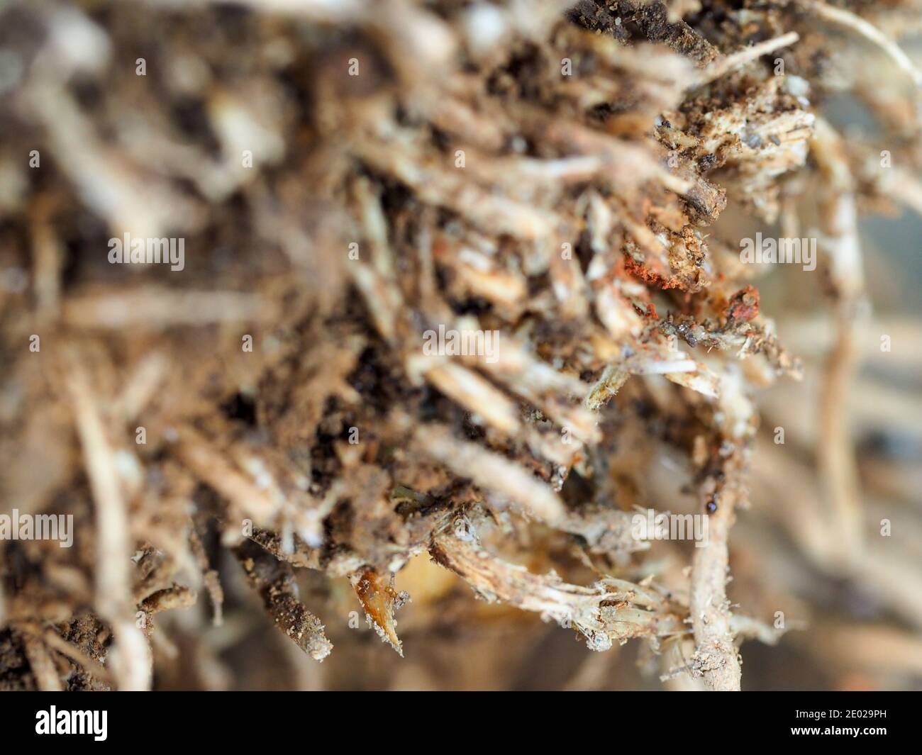 Roots unearthed hi-res stock photography and images - Alamy