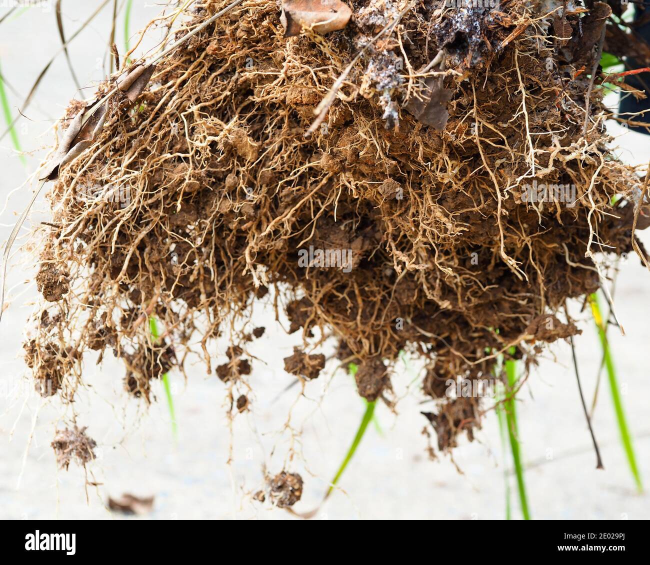 Clumps of dirt falling from Plant roots unearthed Stock Photo - Alamy