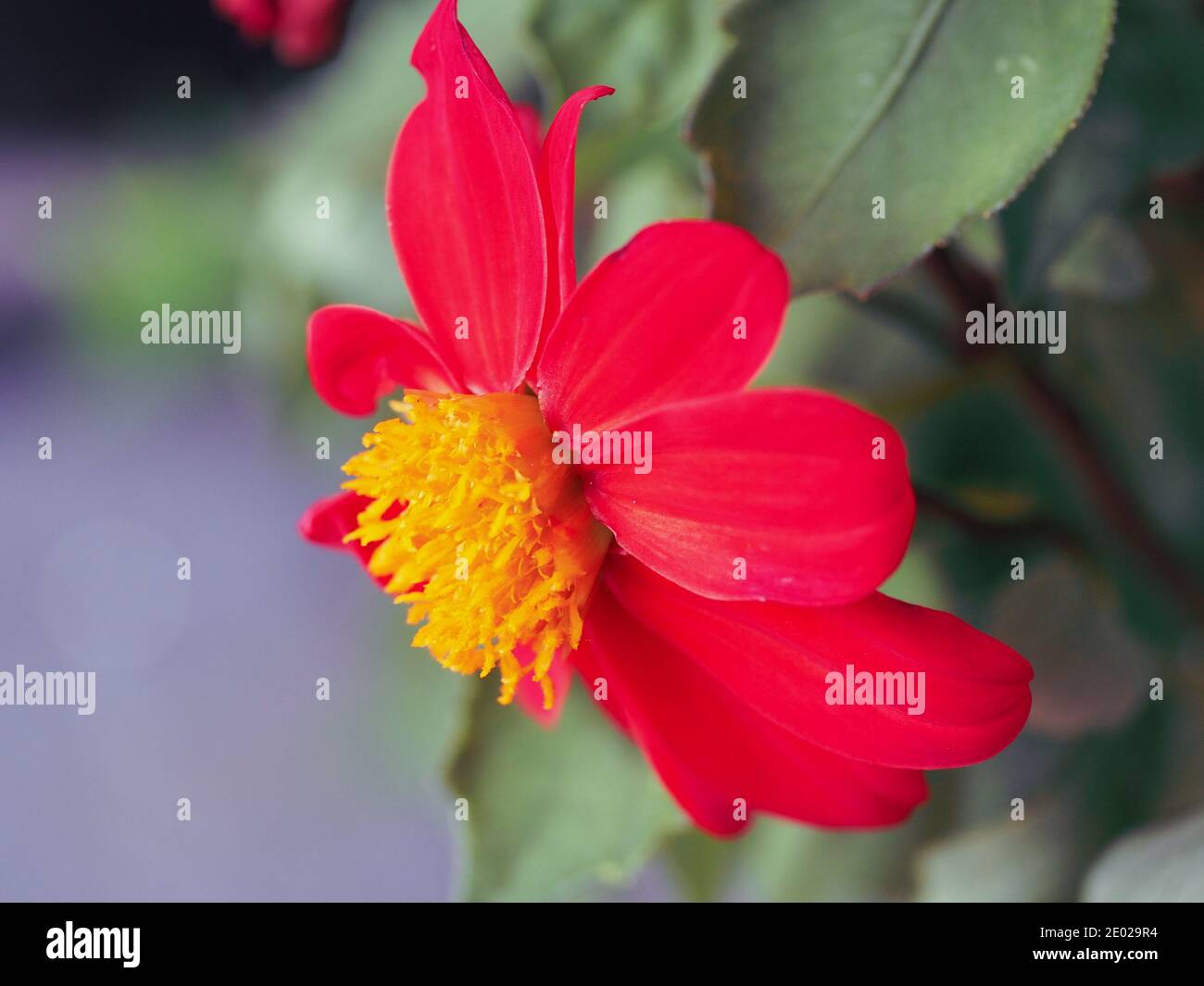 red Dahlia flower facing downwards, surrounded on it's underside by ...