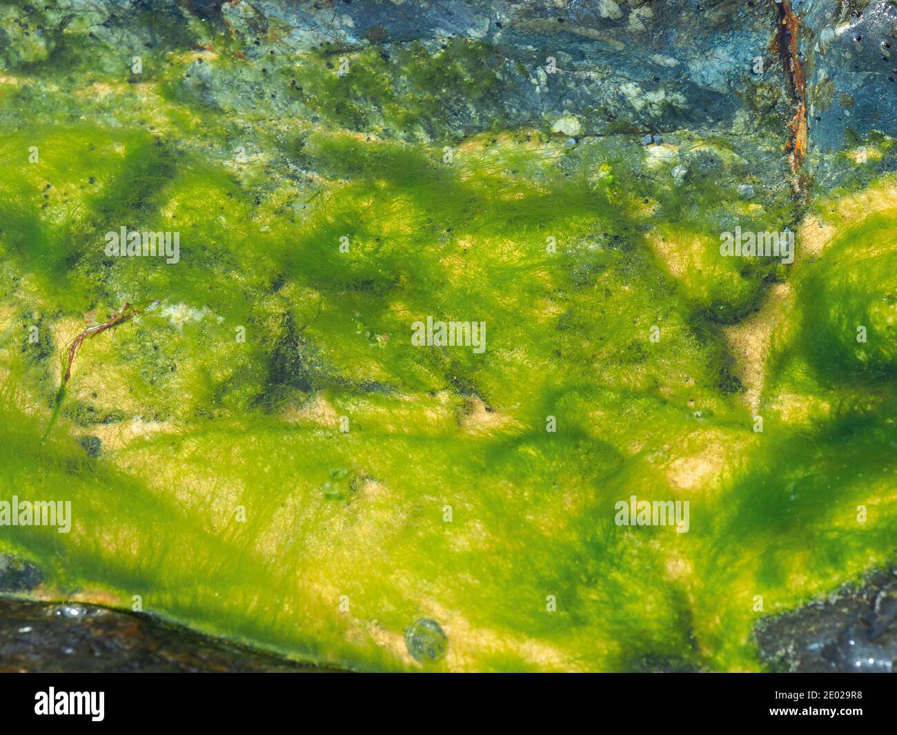Green Algae growing on large rocks in Rock Pools coastal NSW Australia ...