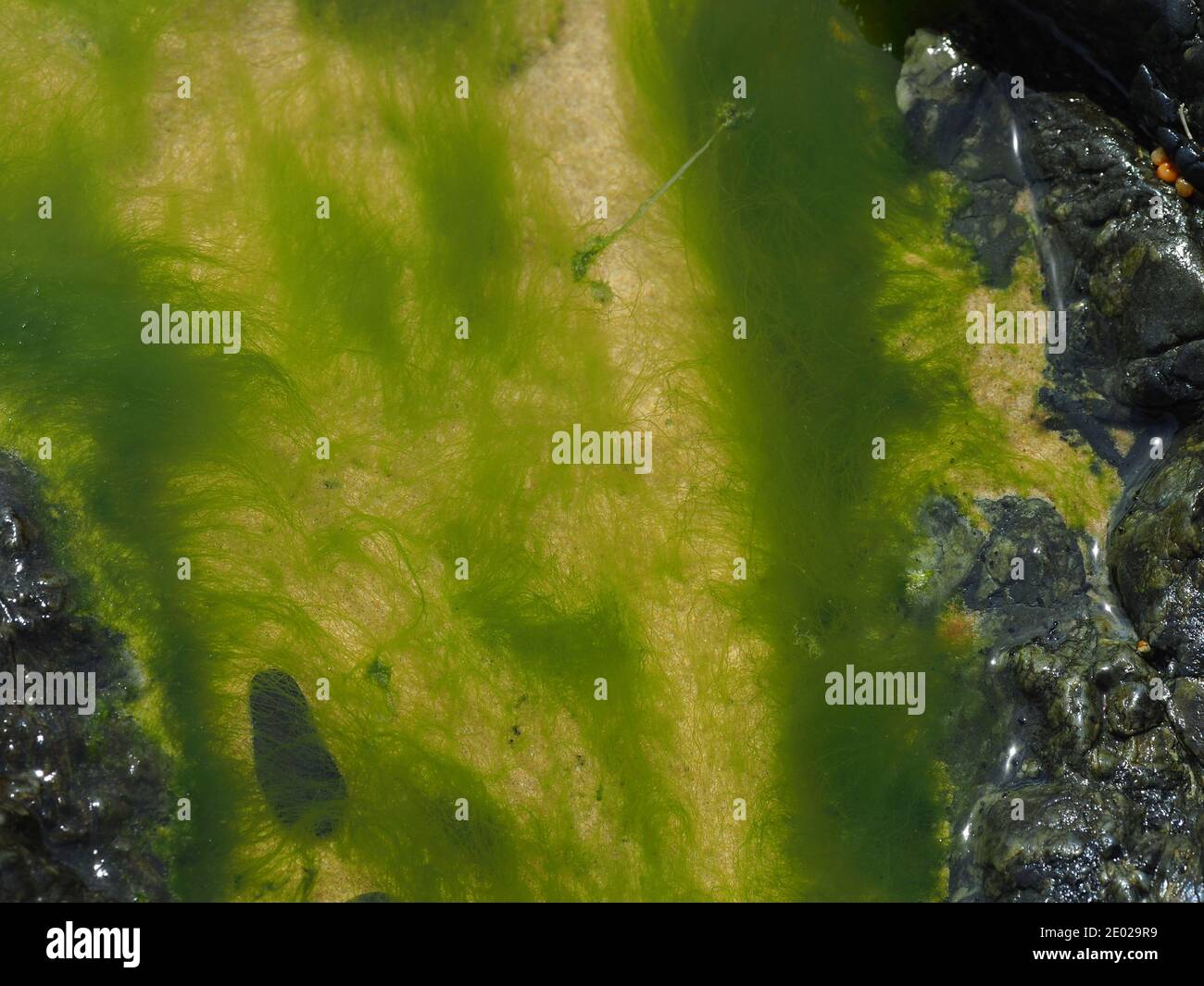 Green Algae growing in Rock Pools coastal NSW Australia Stock Photo - Alamy