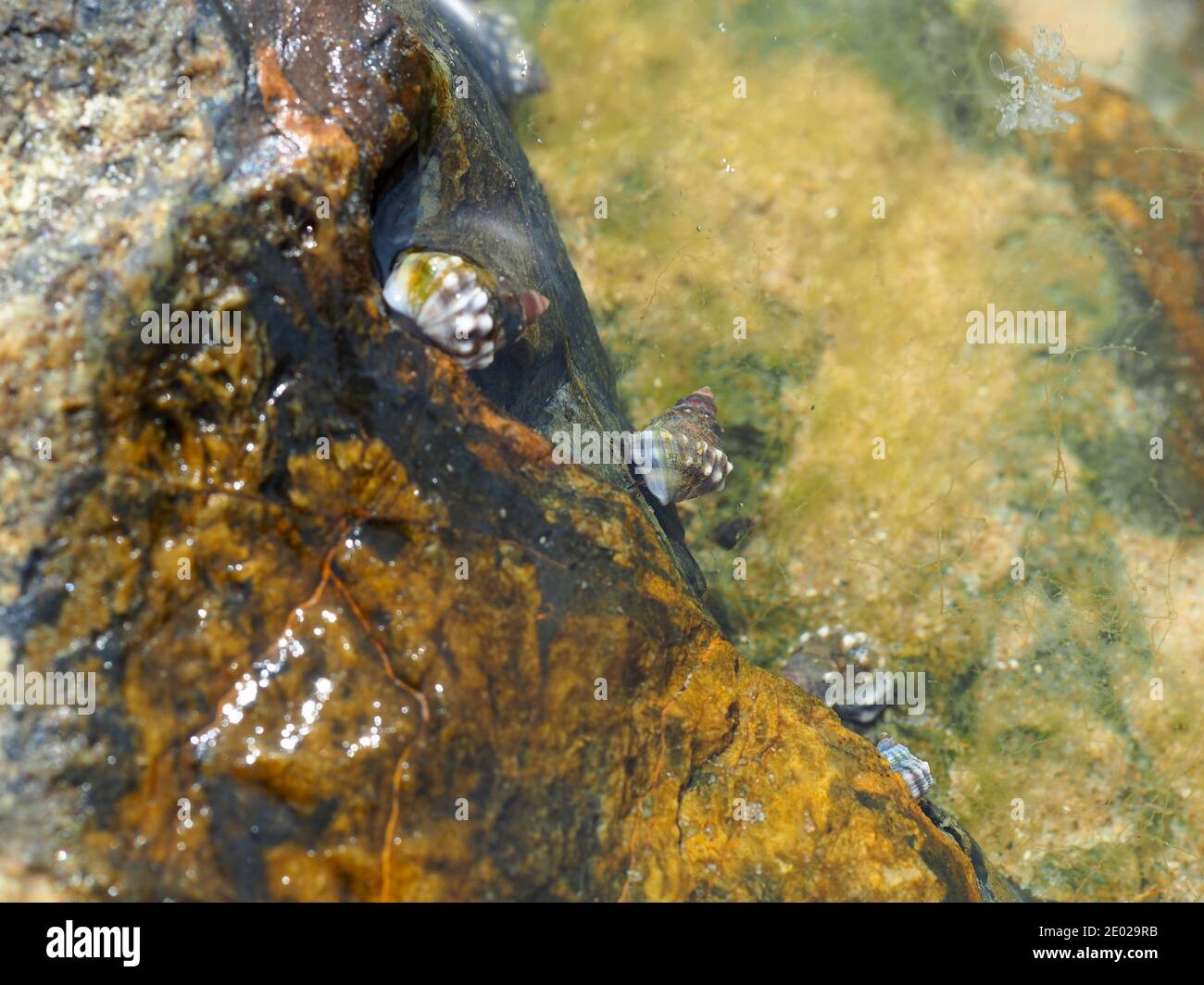 Small grey seashells, Pyramid Periwinkles, Nodilittorina pyramidalis ...