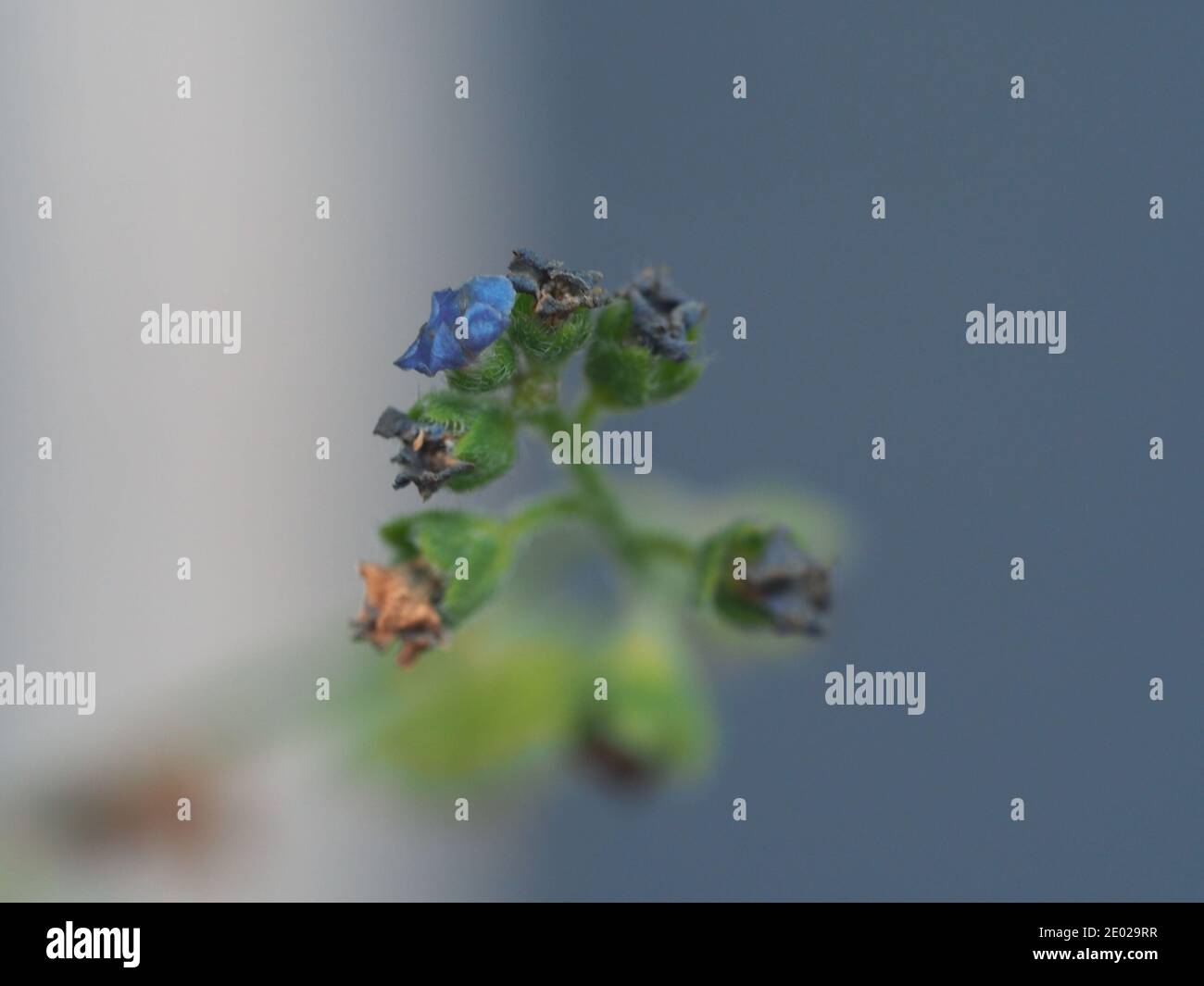 Dying plant stages hi-res stock photography and images - Alamy