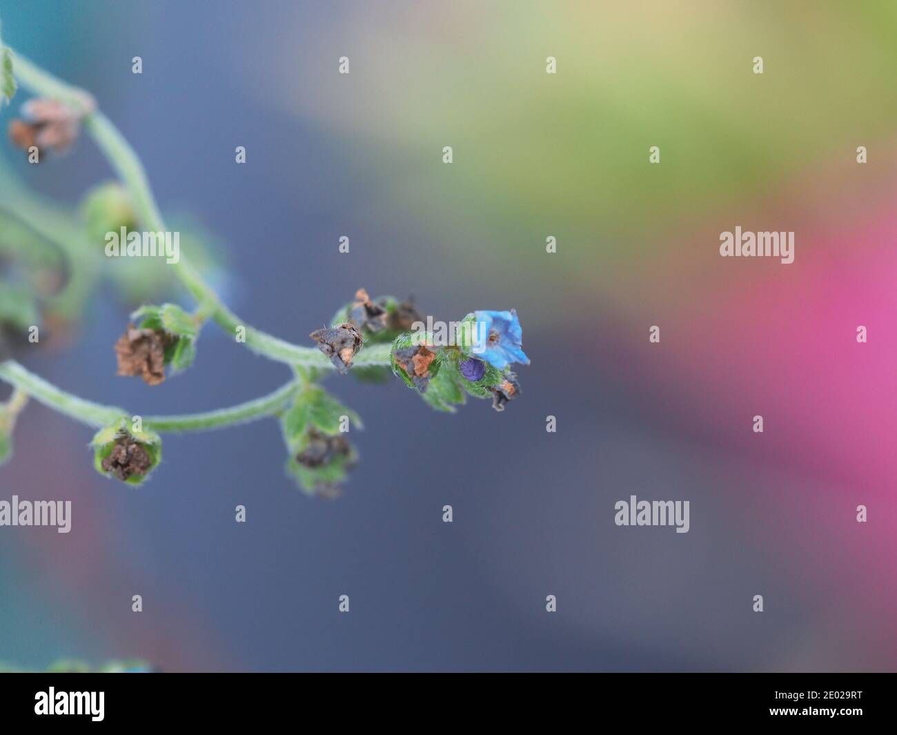 Dying plant stages hi-res stock photography and images - Alamy