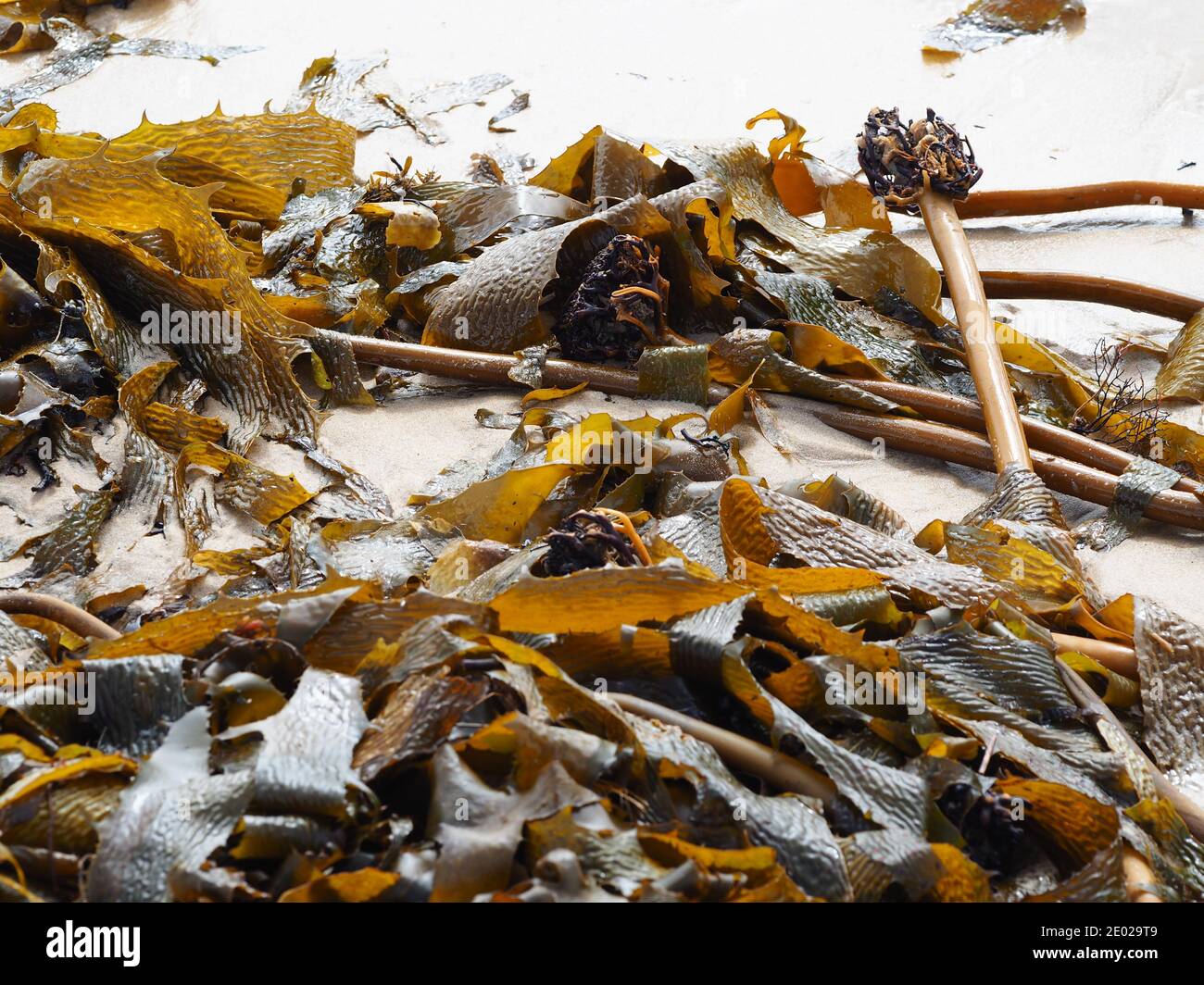 Seaweed washed up on a East Coast beach, Australia Stock Photo - Alamy