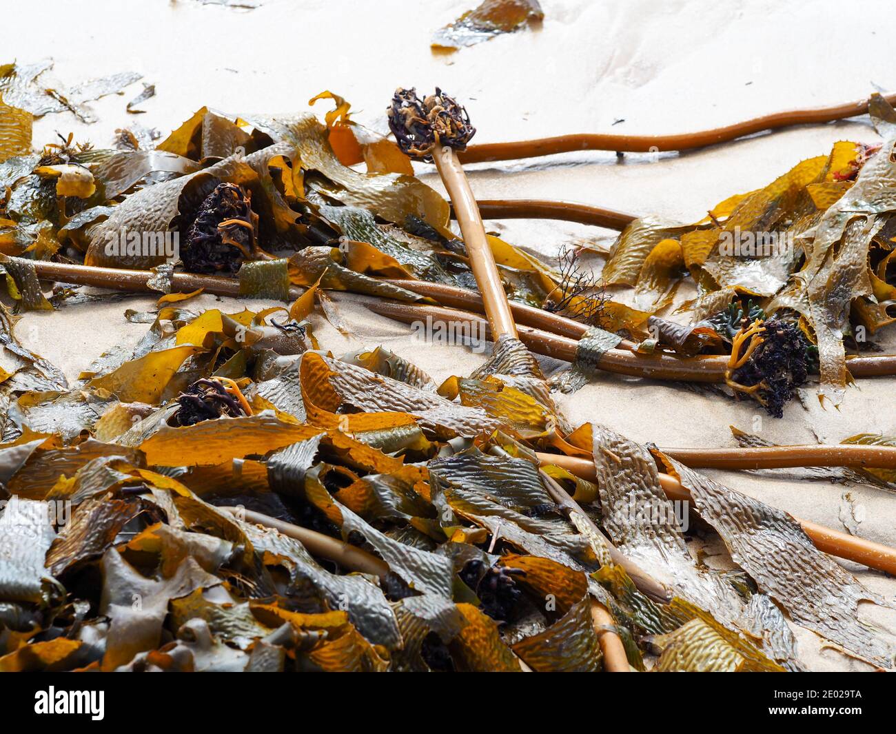 Seaweed washed up on a East Coast beach, Australia Stock Photo - Alamy