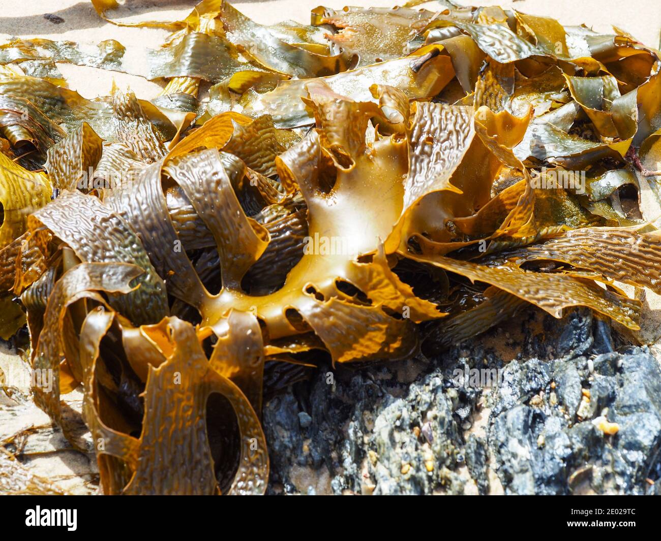 Seaweed washed up on a East Coast beach, Australia Stock Photo - Alamy