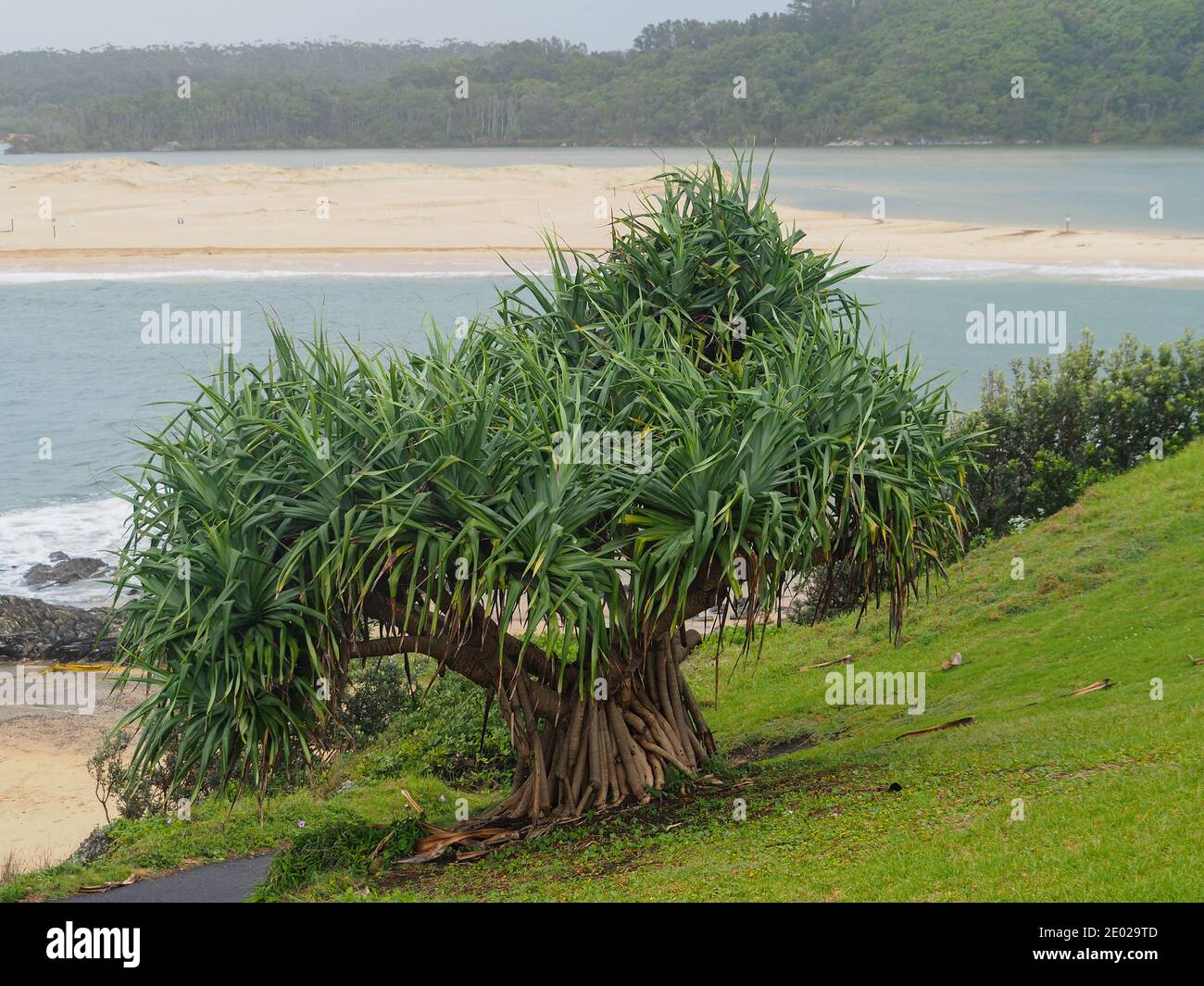 Pandanus Palm tree overlooking the sandy Beach and water of the Blue ...
