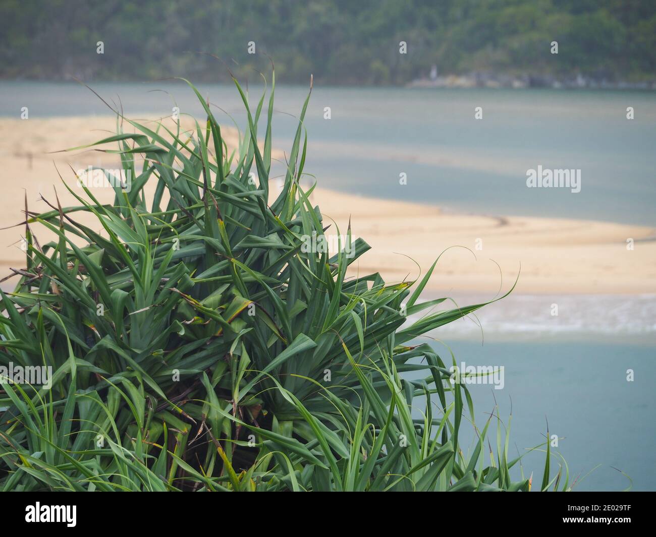 Pastel sand and sea. Closeup of Pandanus Palm tree overlooking the ...