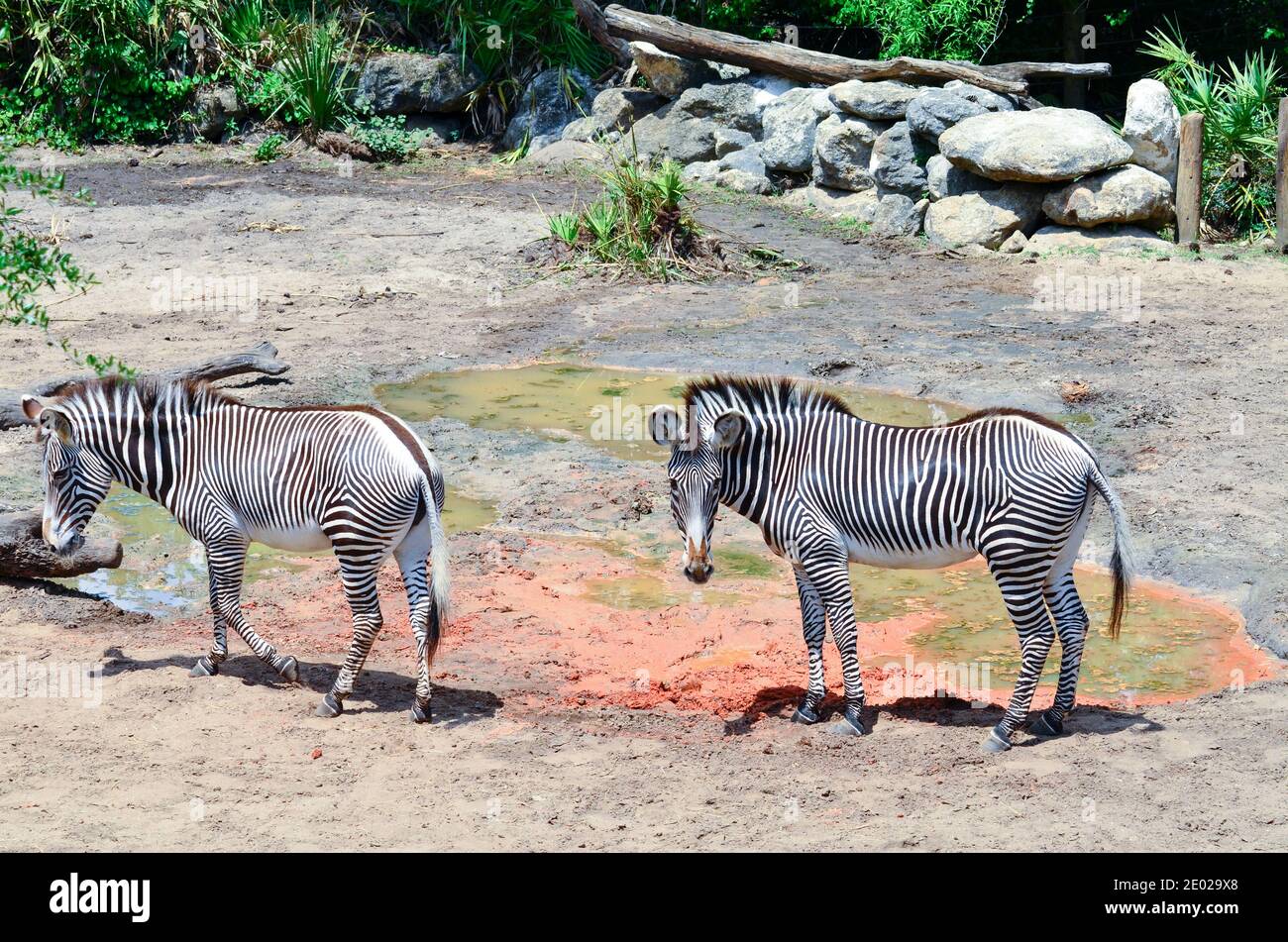 Pair grevy's zebra stripes hi-res stock photography and images - Alamy