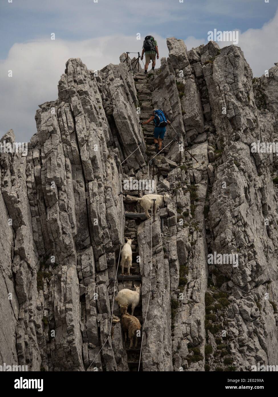 White domestic Appenzell goats following hiker on a steep rocky ...
