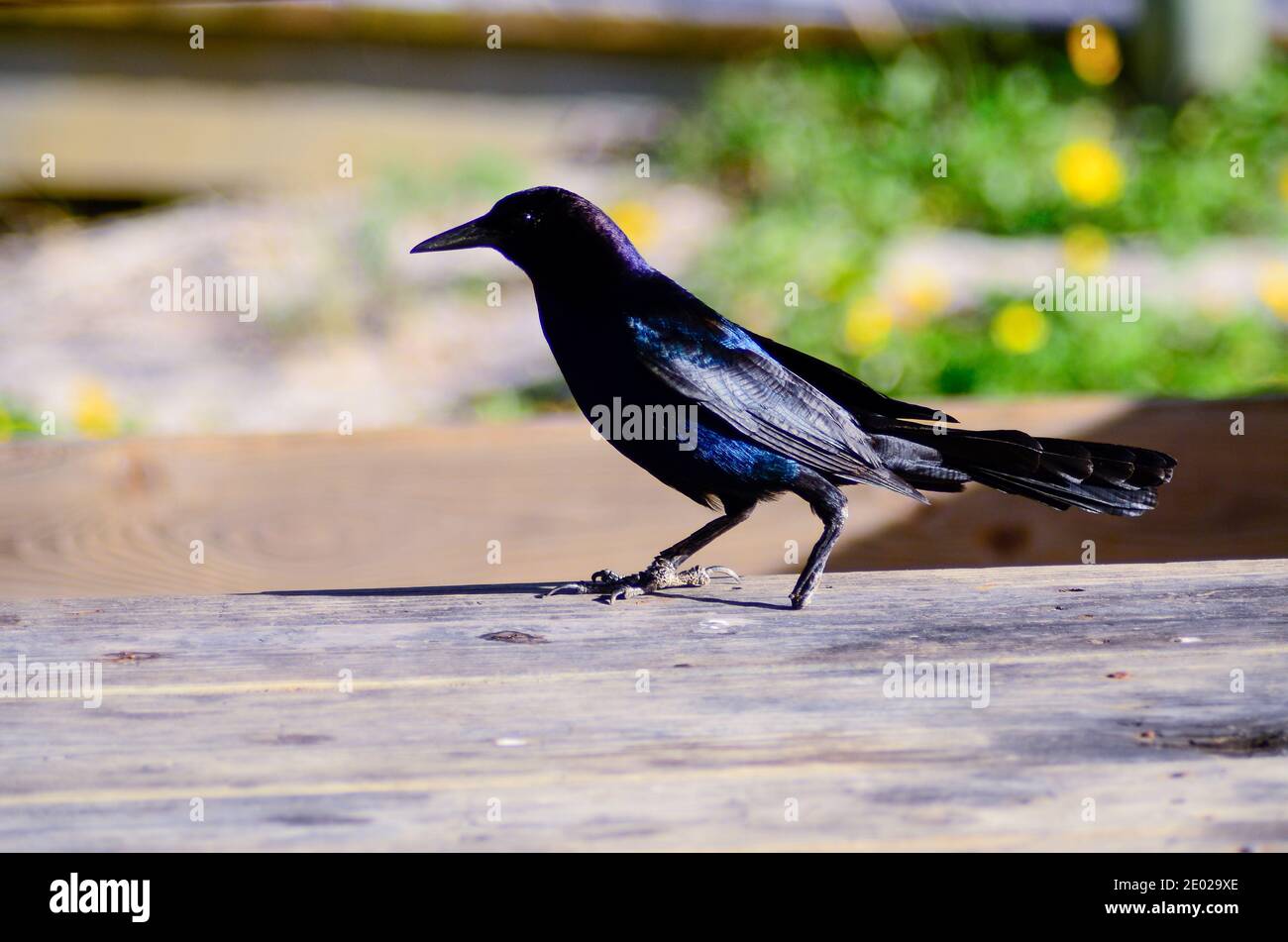 Is walking on a fence hi-res stock photography and images - Alamy