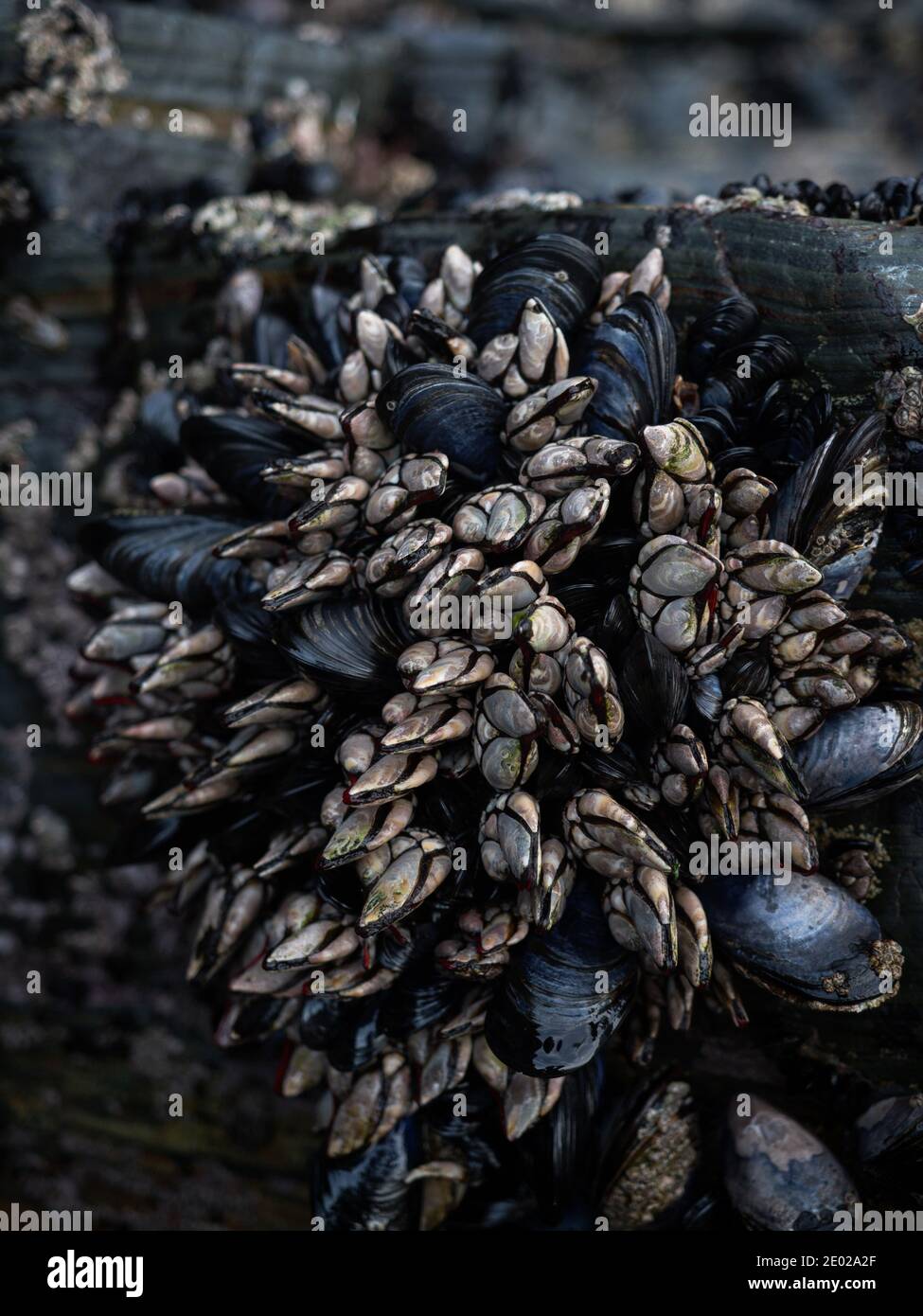 Goose neck barnacle Pollicipes pollicipes percebes growing on mytilidae ...