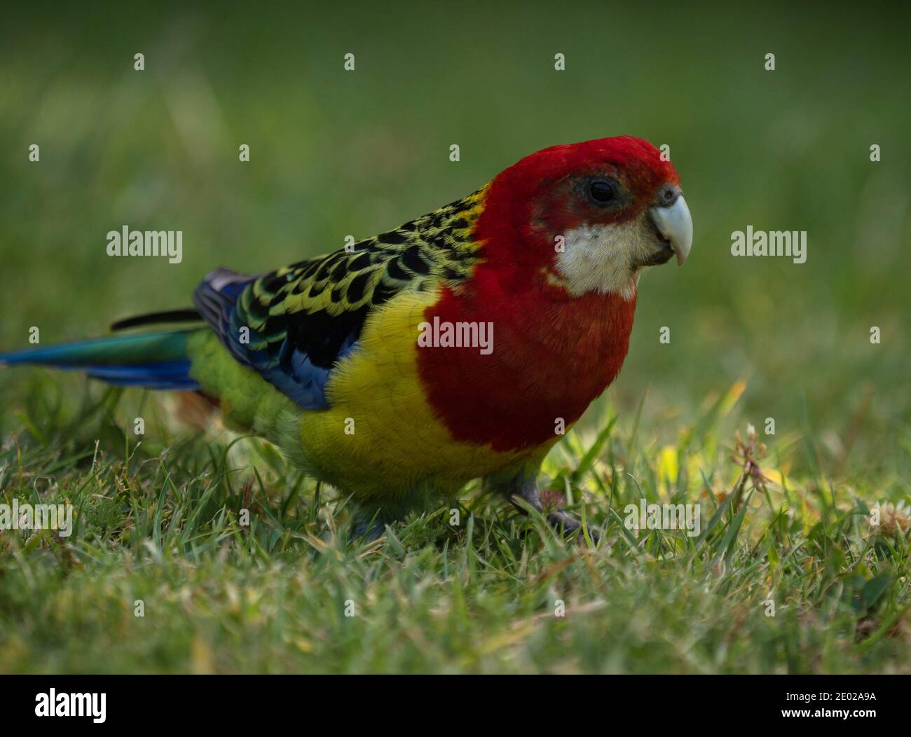 Albert park in auckland in new zealand hi-res stock photography and ...