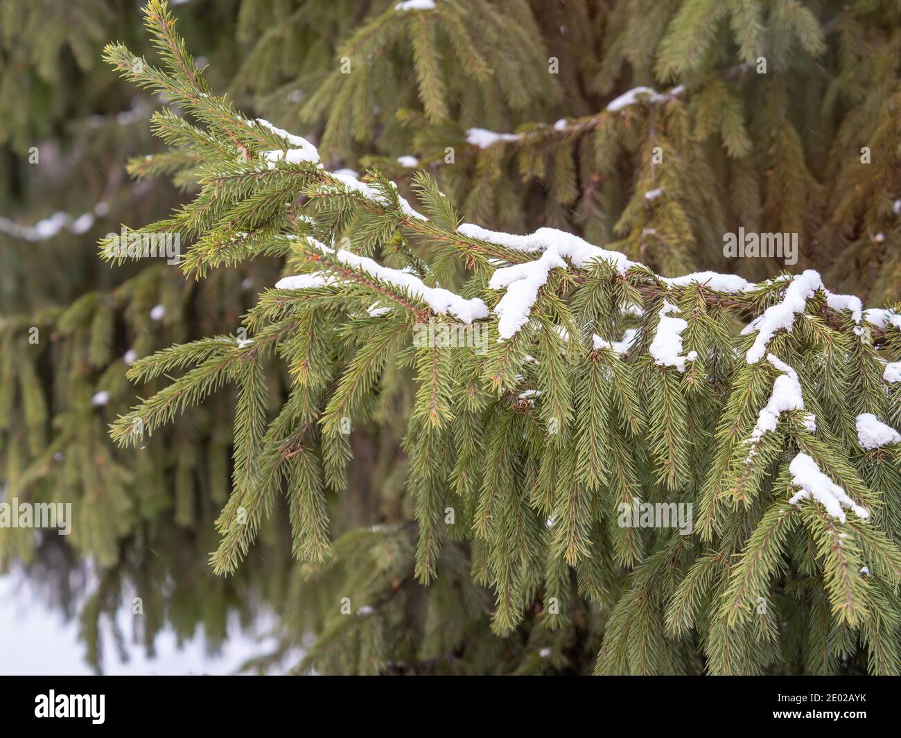 Green fir branches in winter covered with snow. Branches of fir tree as ...