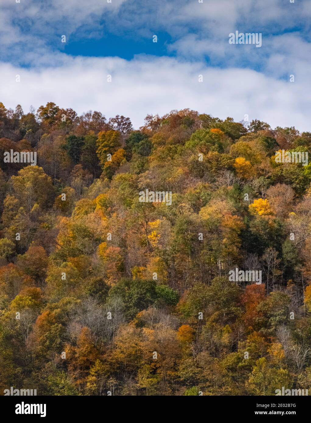 Autumn Trees with Colorful Leaves in Virginia Stock Photo - Alamy
