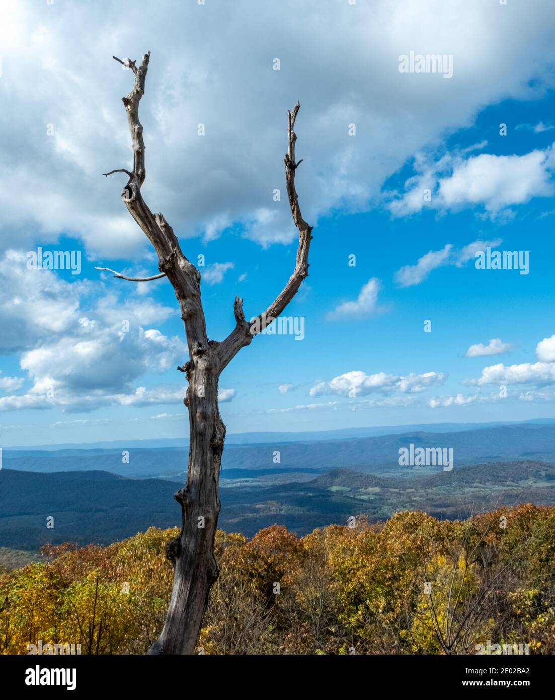 Lonely Dead Tree Skyline Drive Stock Photo - Alamy