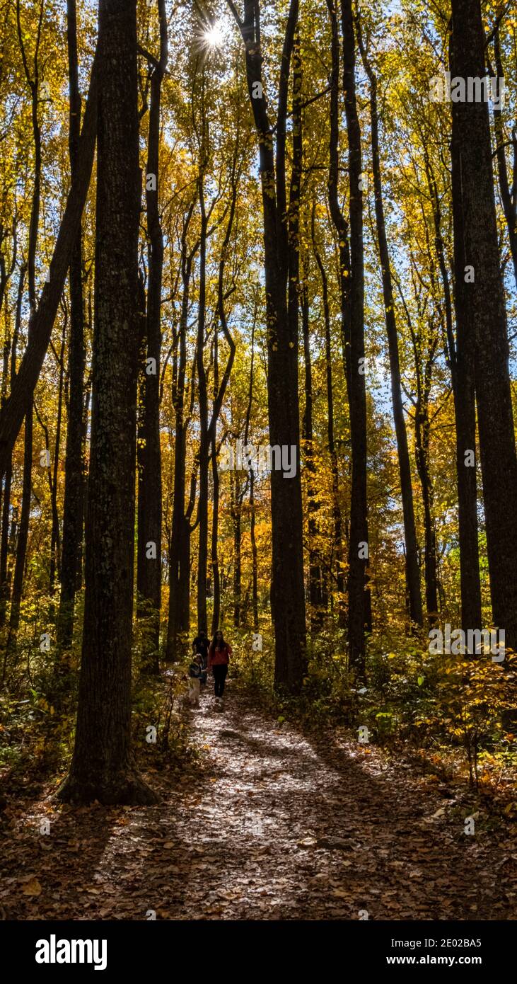 Forest Tall Trees in Autumn Stock Photo - Alamy