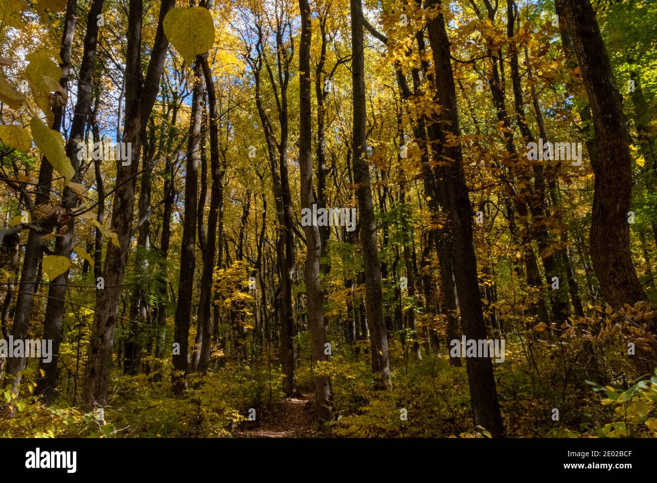 Fall color along Skyline Drive in Virginia Stock Photo - Alamy
