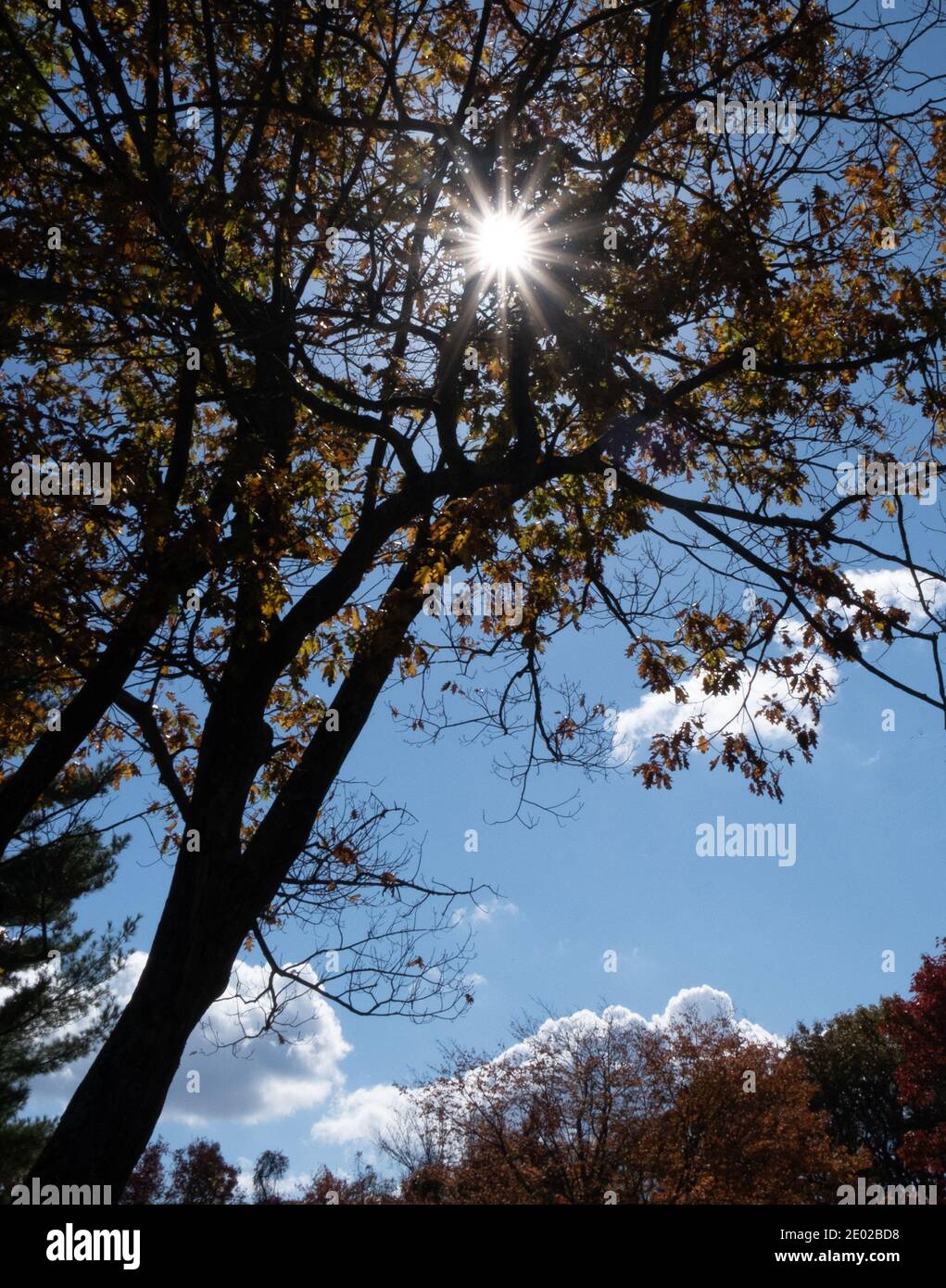 Sunburst Fall color along Skyline Drive in Virginia Stock Photo - Alamy